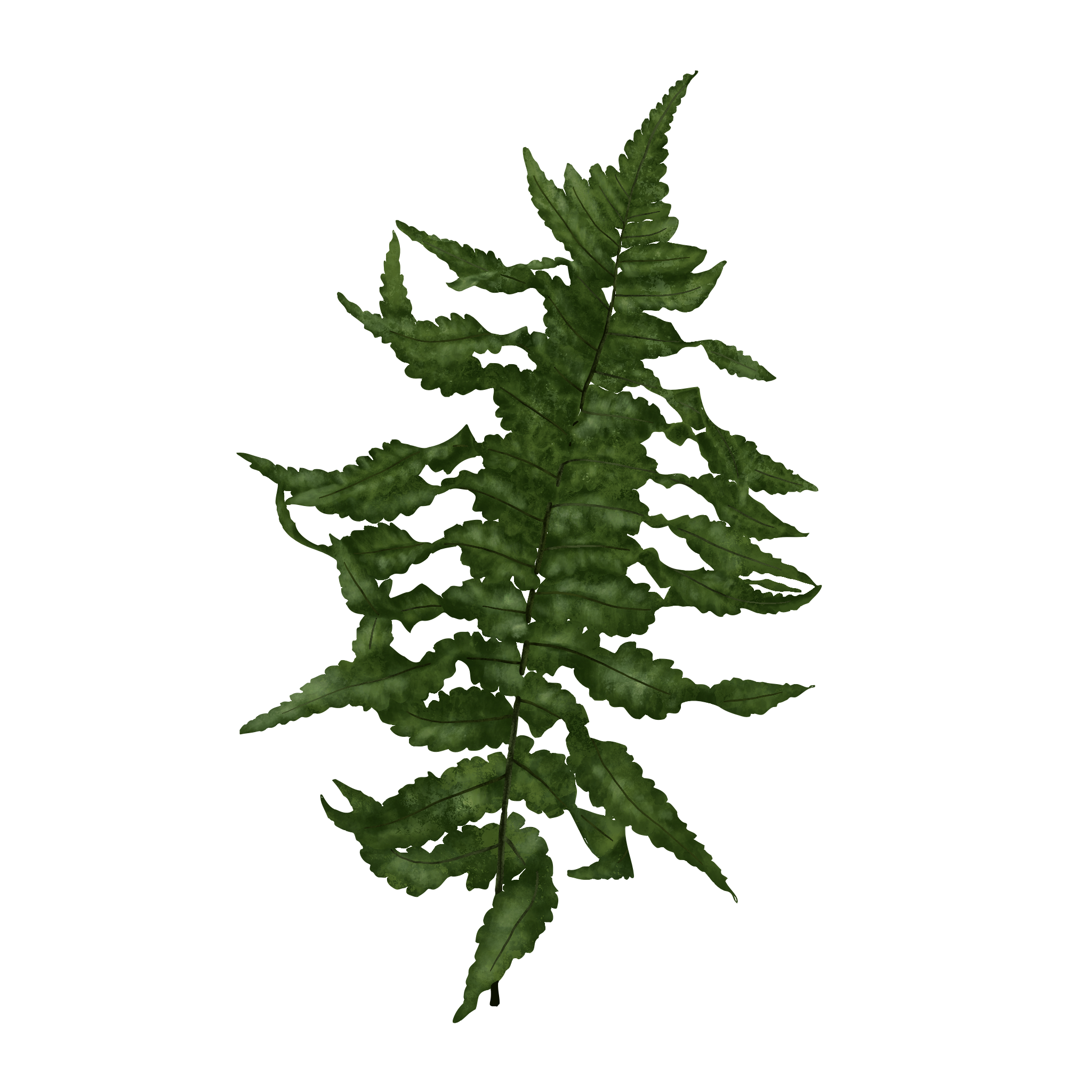 Curly Dwarf Male Fern – Cedar House Ferns