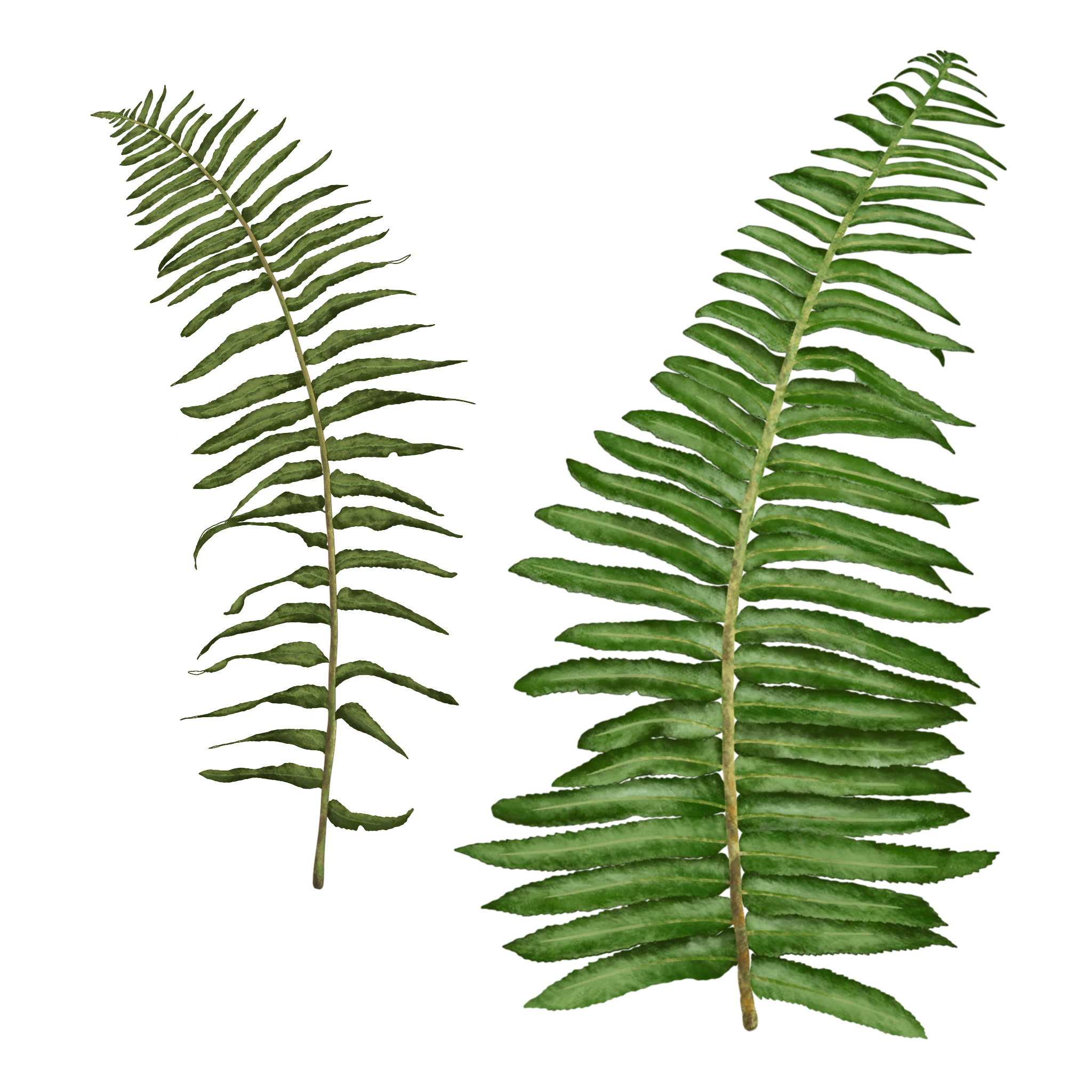 Western Sword Fern – Cedar House Ferns
