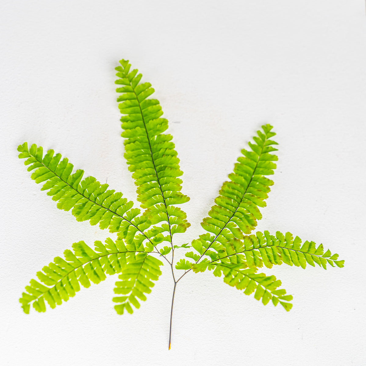 Five Finger Maidenhair Fern – Cedar House Ferns