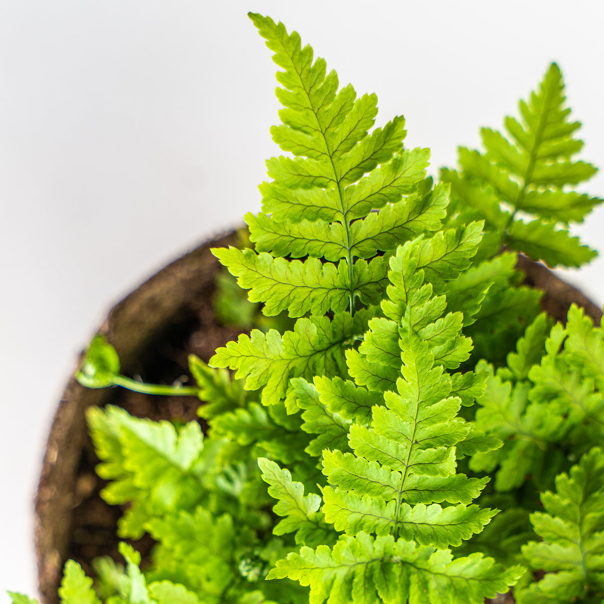 Goldie's Fern – Cedar House Ferns