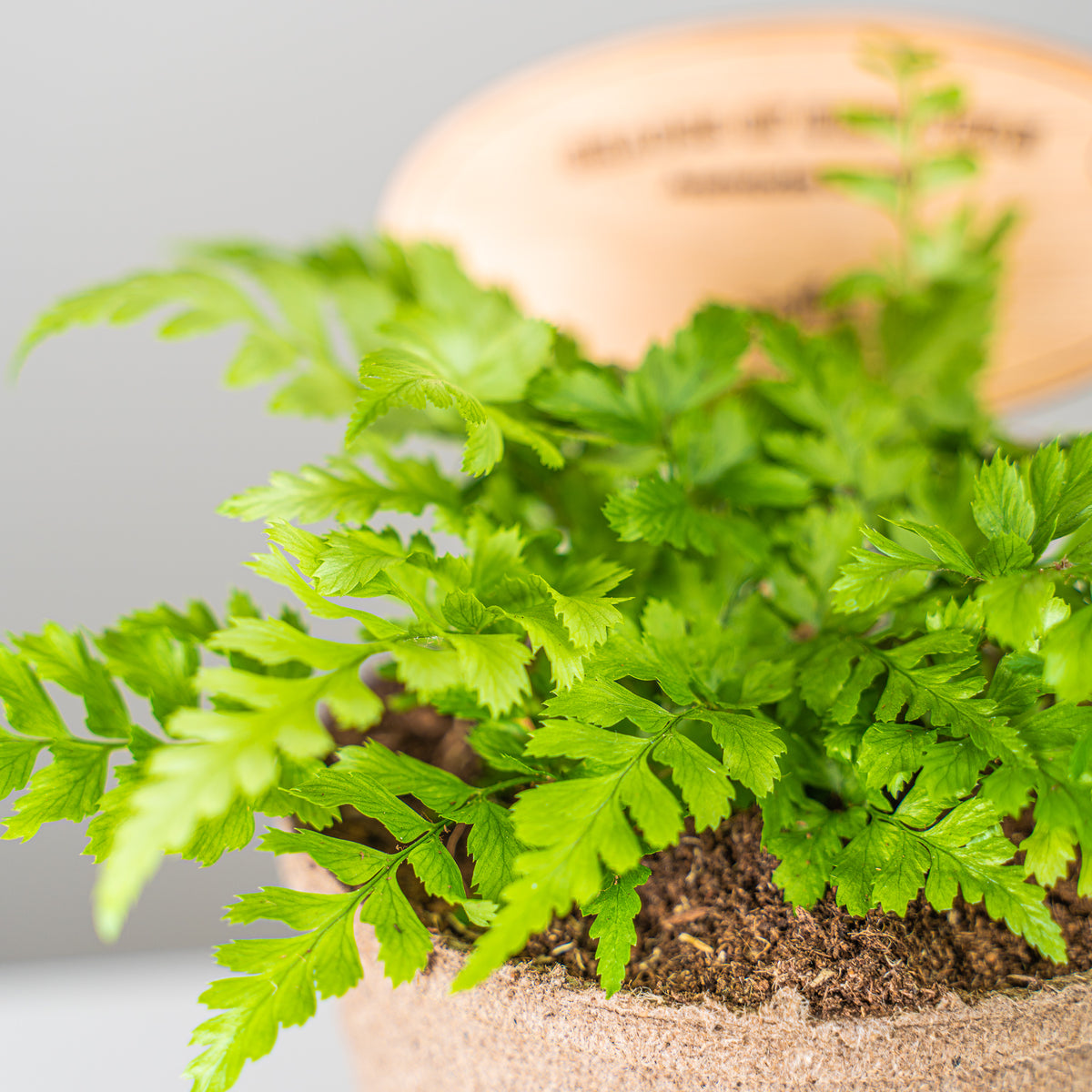 Shades of Grey Fern – Cedar House Ferns