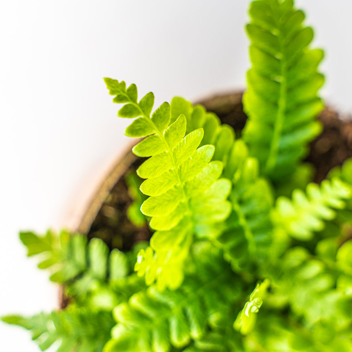 Deer Fern – Cedar House Ferns