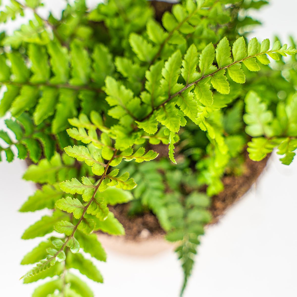 Wine & Lime Fern – Cedar House Ferns