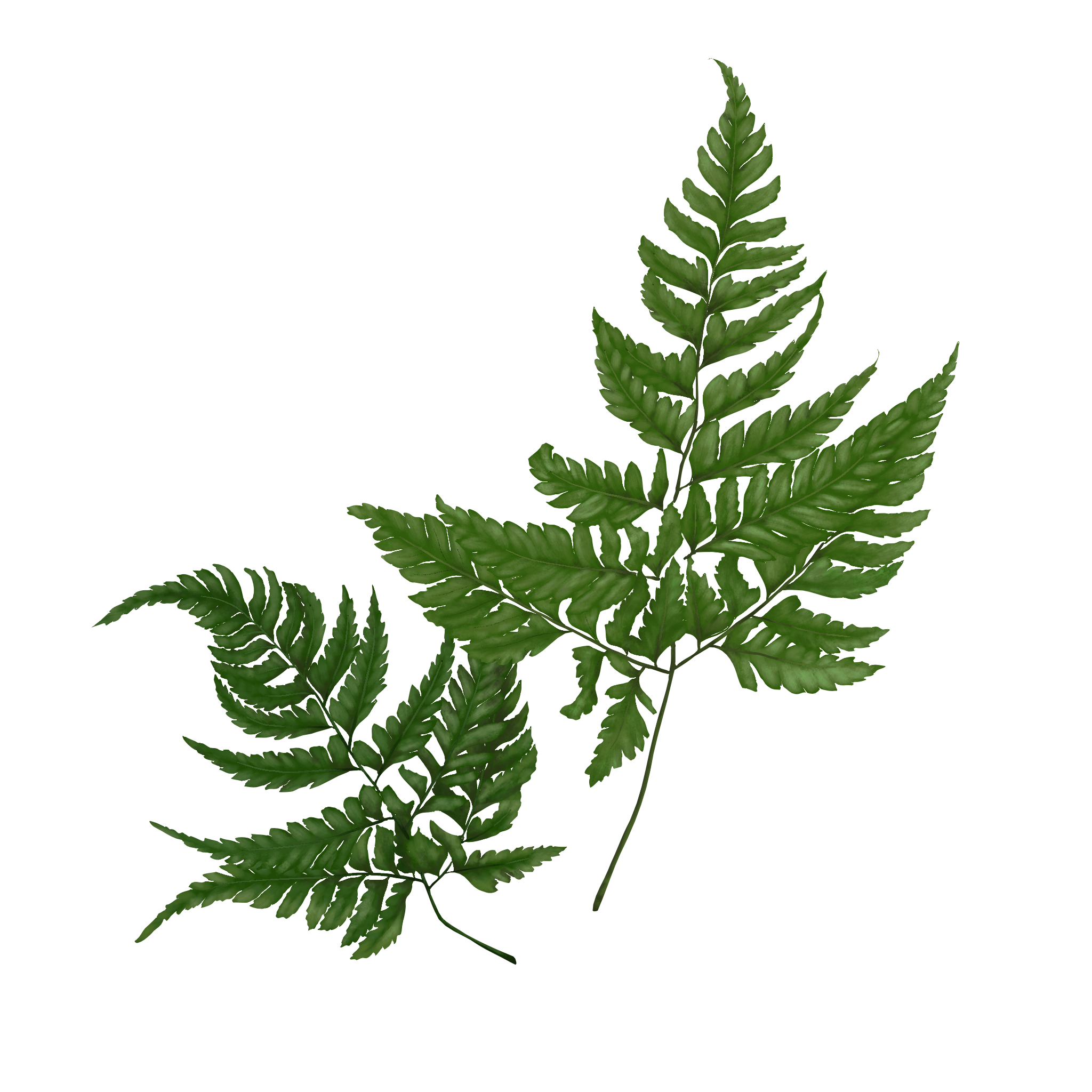 Shades of Grey Fern – Cedar House Ferns