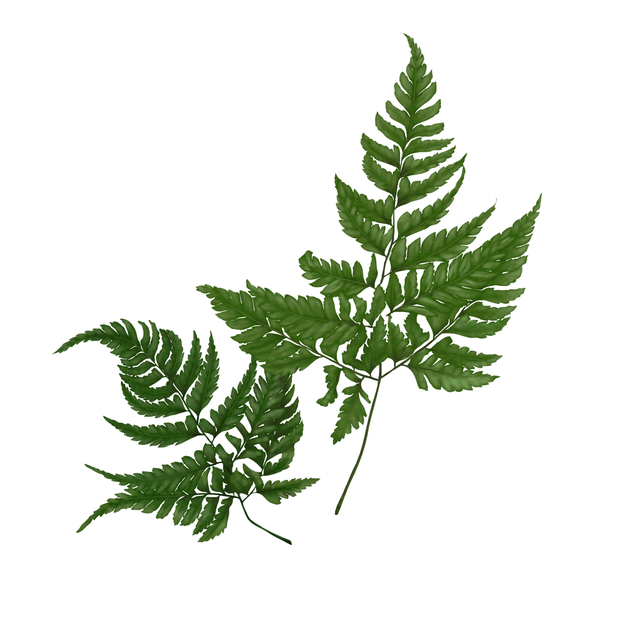 Shades of Grey Fern – Cedar House Ferns